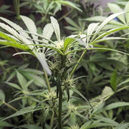 Zamnesia Seeds Runtz Automatic grow journal by luna68 - GrowDiaries