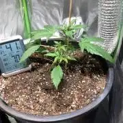 Dinafem Cheese XXL Autoflowering grow journal by SirDabalots - GrowDiaries