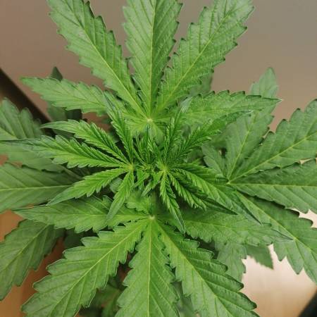 Fast Buds Lemon AK Auto grow journal by aure050 - GrowDiaries