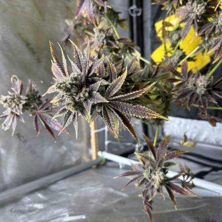 Triple scoop/ 2 B Blunt grow journal by Donseason97 - GrowDiaries