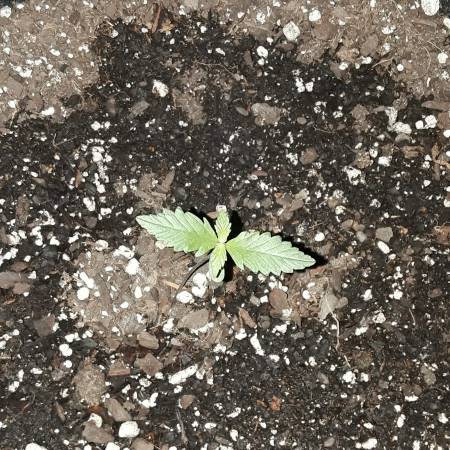 Sweet Seeds Devil Cream Auto® grow journal by Luciferval666 - GrowDiaries