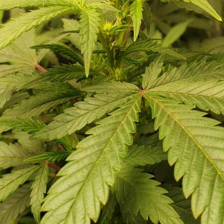 Canuk Cookies grow journal by redeyess77 - GrowDiaries