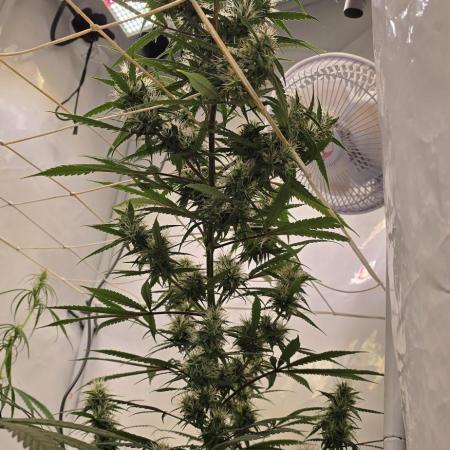 Green House Seed Co. NL5 Haze Mist grow journal by cheech87 - GrowDiaries