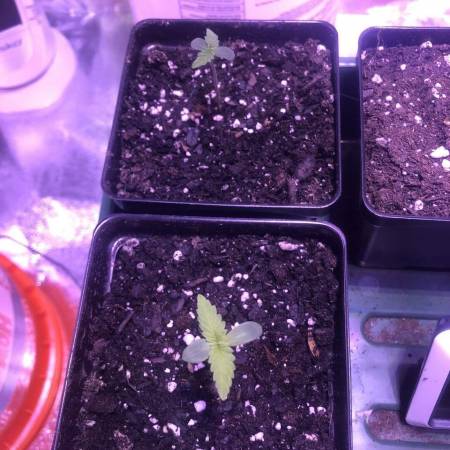 First grow eva grow journal by Mrgouts - GrowDiaries