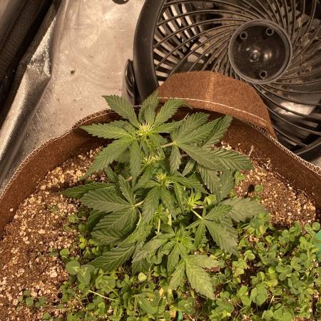 Royal Cookies Auto grow journal by NootkaOG - GrowDiaries