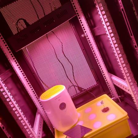 Bomb Seeds THC Bomb Auto grow journal by Nette - GrowDiaries