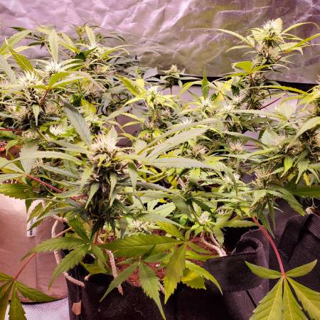Dutch Passion Auto Cinderella Jack grow journal by Scipio - GrowDiaries