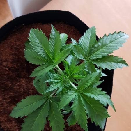 Sweet Cheese Auto grow journal by Yeswehavenobananas - GrowDiaries