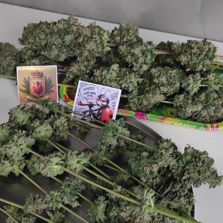 Lambeijax #Santa Maria grow journal by Bncgrower - GrowDiaries