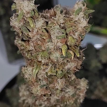 Radical Juice #1 grow journal by Bncgrower - GrowDiaries