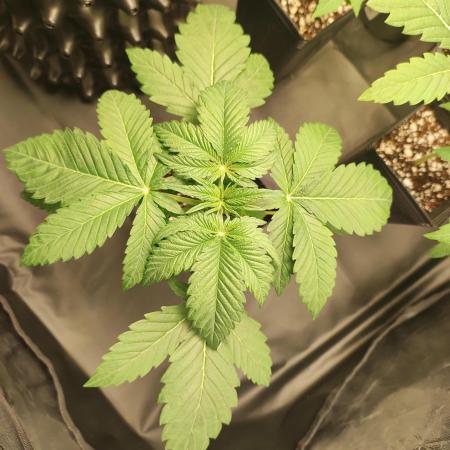 Maresia #Santa Maria grow journal by Bncgrower - GrowDiaries