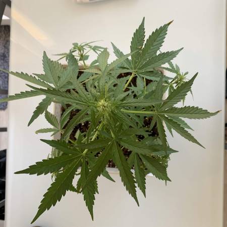 Big Devil XL Auto/ Terraza Exterior grow journal by manolitofingers ...