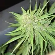 MSNL Lemon Haze Autoflower grow journal by Nick567 - GrowDiaries