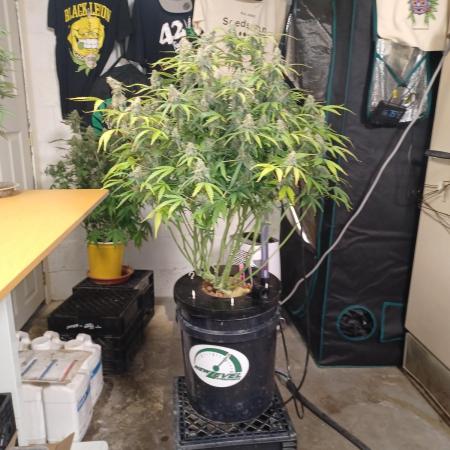 Do-Si-dos auto Zamnesia seed grow journal by Roberts - G...