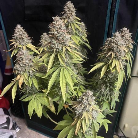 Power flower 🌺 grow journal by sunshinegroww - GrowDia...