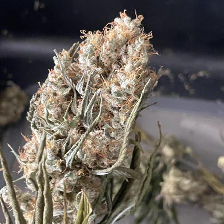 Alien Moonrock 🌚 grow journal by sunshinegroww - GrowDiaries