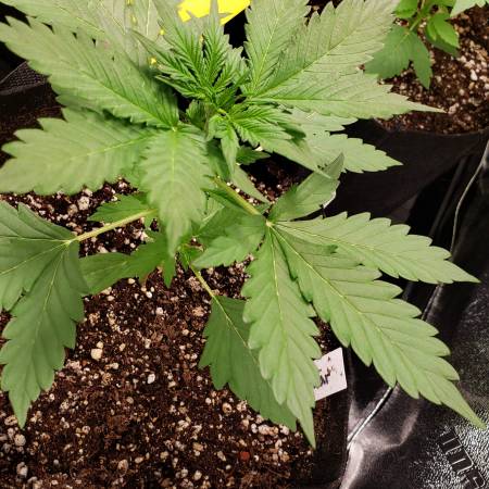 Dutch Passion Mazar grow journal by MountainMike - GrowDiaries