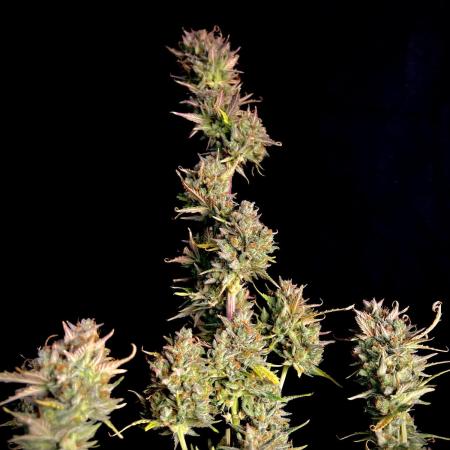 Tent-X Ultimate Grow Challenge / DogDoctorOfficial and the Panty Punch ...