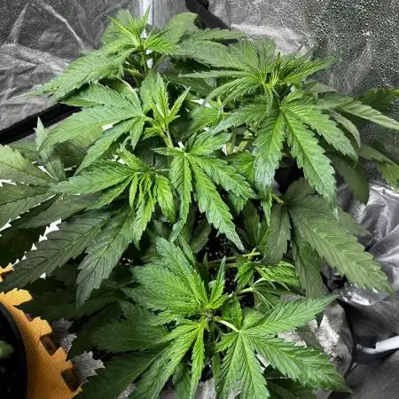 Blue Dream Auto Seeds by Fast Buds - GrowDiaries