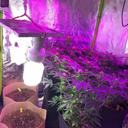 Gorilla Auto, Lemon AK Auto, Smoothie Auto grow journal by HASHLAMOTA ...