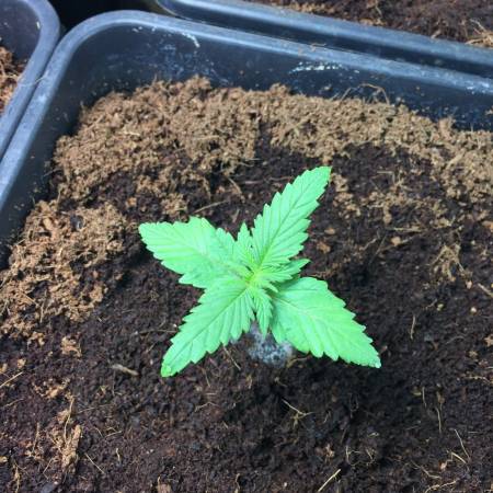 Fast Buds Crystal METH grow journal by GeorgeOrigin1 - GrowDiaries