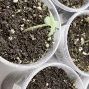 OG Kush Auto , Tangie Auto, Blue Dream Auto, Critical Purple Kush ...