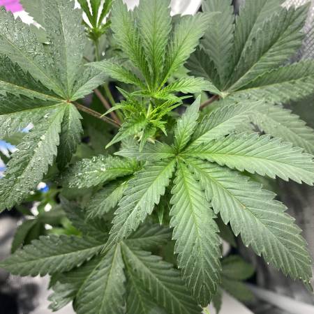 ETHOS Genetics Ethos Cookies R2 grow journal by bigkuay - GrowDiaries