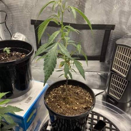 First photo grow- Pineapple Express grow journal by MarijuanaMermaid ...