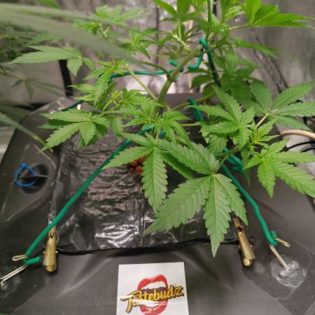 Orange Cookies Auto grow journal by The420GrowShow - GrowDiaries