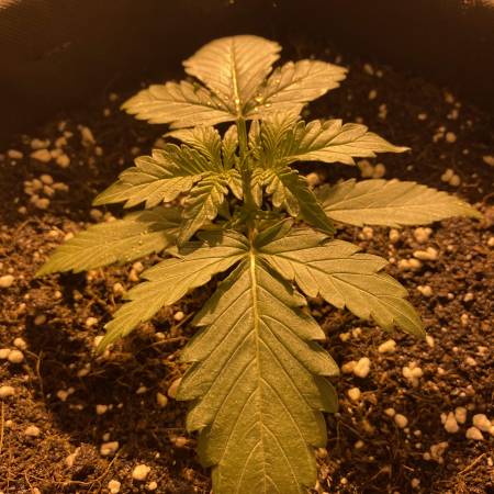 WeedSeedsExpress Santa Maria autoflower seeds grow journal by RadarG ...