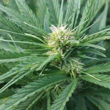 Blimburn Seeds Cafe Racer grow journal by Gilla - GrowDiaries