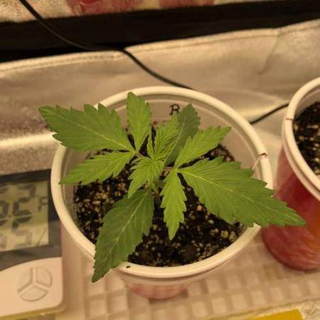 Amnesia Haze Autoflower, Blueberry Autoflower, Northern Lights ...