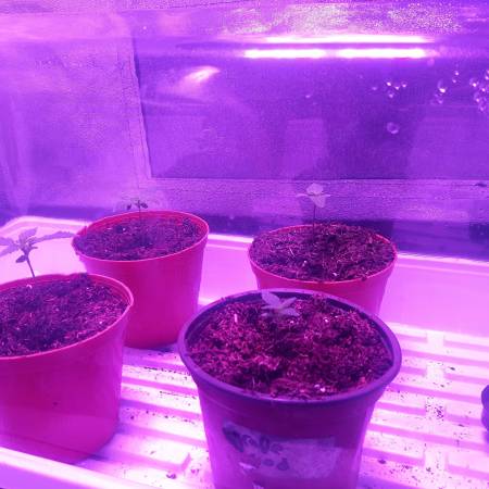 Easy Sativa, Big Mother Skunker Indica, God Grape Secret grow journal ...