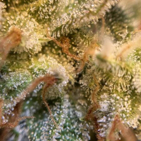 Original Glue Auto grow journal by yun23 - GrowDiaries