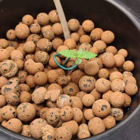 Nutter Budder by Humboldt Seed Co. grow journal by Blurp...