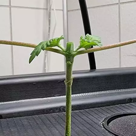 Godfather OG feminized seeds Strain Info / Godfather OG feminized seeds ...