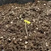 Royal Queen Seeds Shogun grow journal by Free_weed - GrowDiaries