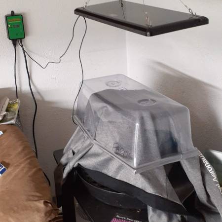 Samsara Seeds Flash Babylon grow journal by Riggs35420 - GrowDiaries