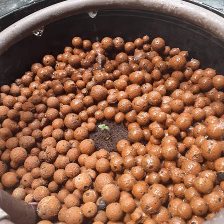 Bomb Seeds THC Bomb Auto grow journal by Mmilward23 - GrowDiaries