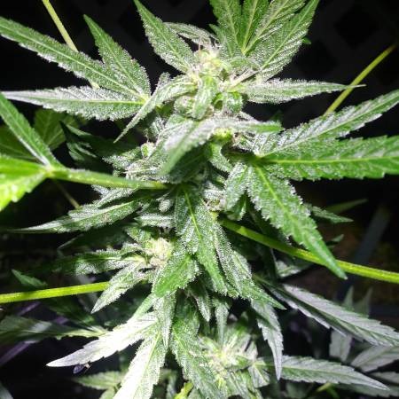 1st Auto Run (ETHOS: OG Kush Rbx) grow journal by BeautyAndTheBreeder ...