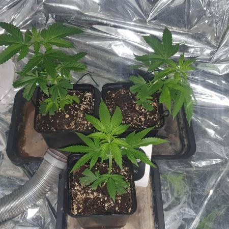 Zamnesia Seeds Critical grow journal by NICKMASS - GrowDiaries