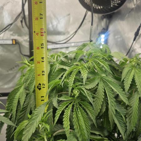 Robin Hood Seeds wc x bb grow journal by czar712 - GrowDiaries