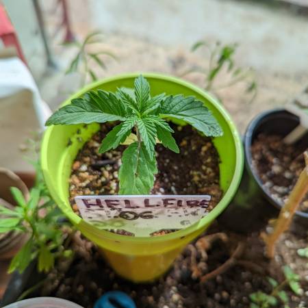 Hellfire, Three kings og, Critical Sensi star, White og, Wedding cake ...