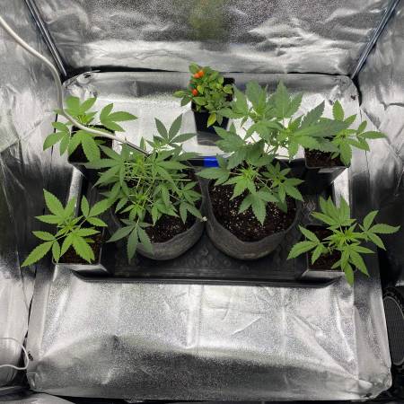 Runtz And Monster Zkittles grow journal by DIYWeedz2 - GrowDiaries