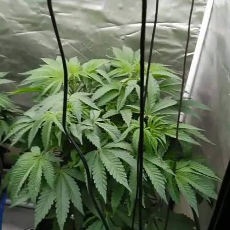 Slurricane #7 S1 Hydro run grow journal by Soulray - Gro...