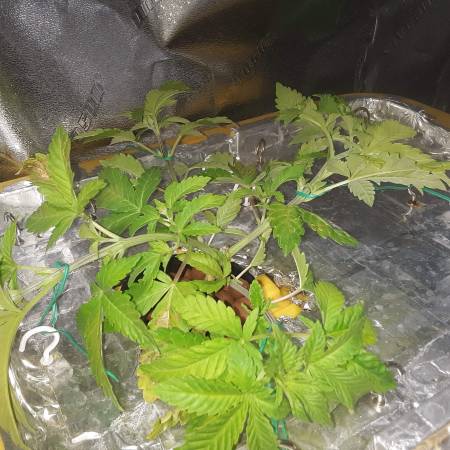 Garden of Green Phantom Cookies Domina grow journal by Metalmoe ...