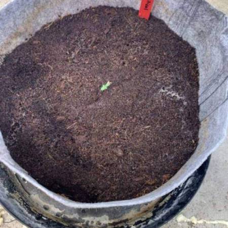Critical Kush Auto, Blue Dream Autoflower, White LSD Auto, White LSD ...