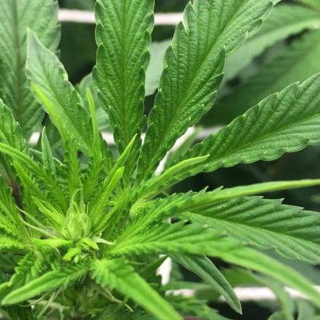 Ripper Seeds Shimo x2 + Kmintz x2 grow journal by jeffbudger - GrowDiaries