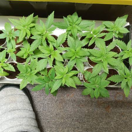 Custom Breeder & Strain Purple Cheese x Kush grow journal by Tegridy ...