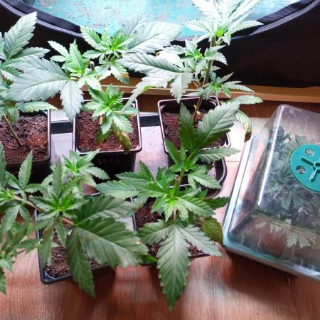 Bongo Seeds Black Cherry Soda grow journal by Chamalla - GrowDiaries